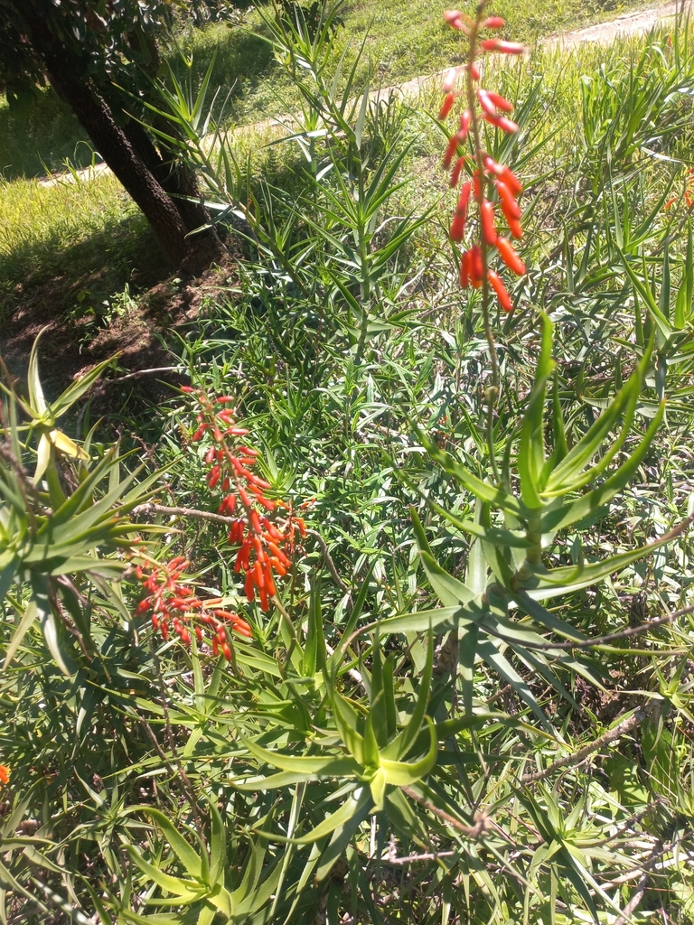 Fence Aloe from Ubuhlebezwe Local Municipality, South Africa on January ...
