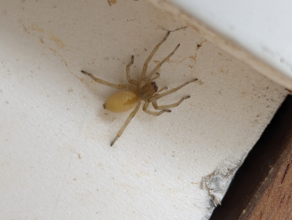 Agrarian Sac Spider from Dewey Beach, DE 19971, USA on January 24, 2024 ...