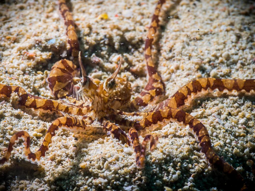 Wonderpus from Puerto galera on March 30, 2016 by Torstein Hansen ...