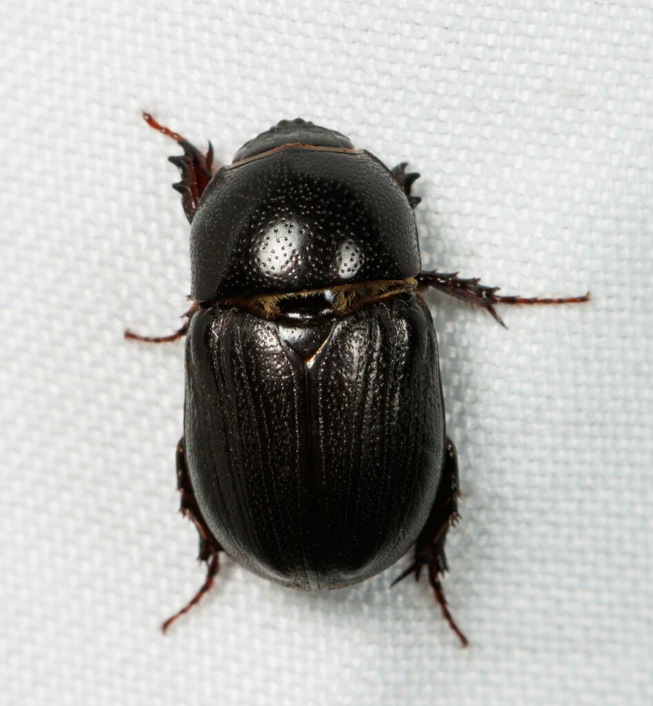 Sugarcane Beetle in January 2024 by Chris Rorabaugh · iNaturalist