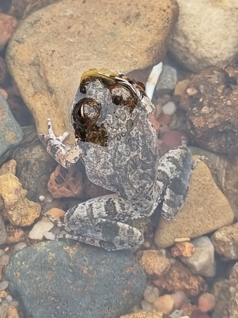 Natal sand frog from Mbombela, South Africa on October 17, 2021 at 11: ...