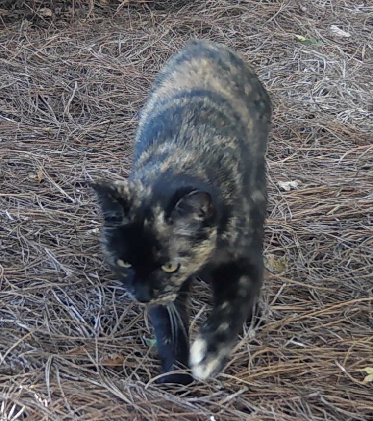 Jack ("Jackie") (Georgia Tech Cats) · iNaturalist