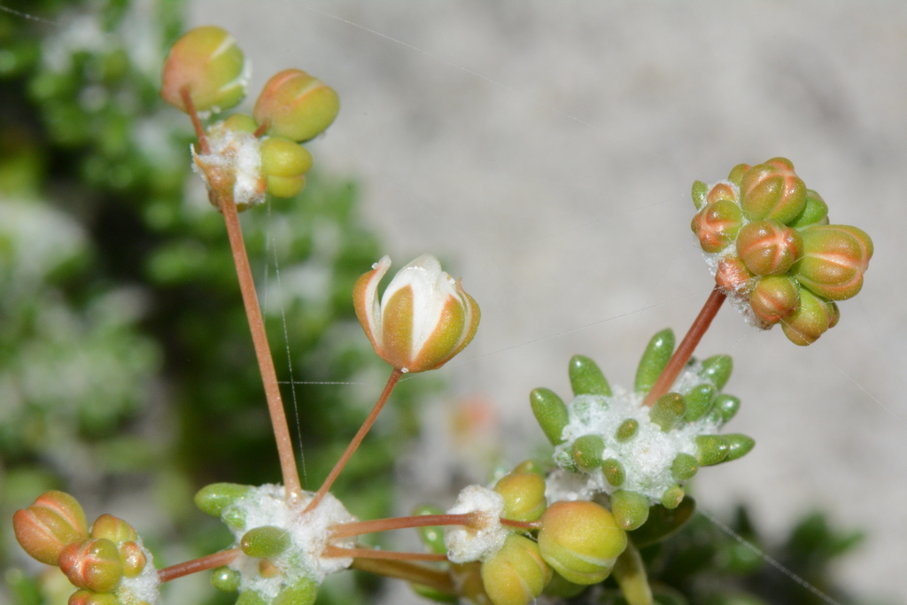 Minileaf Spookasem from Namakwa District Municipality, South Africa on ...