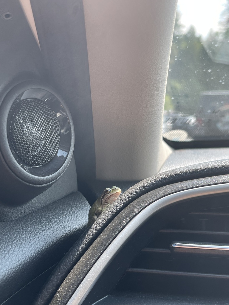 Northern Pacific Tree Frog from NE State Rte 3, Belfair, WA, US on ...