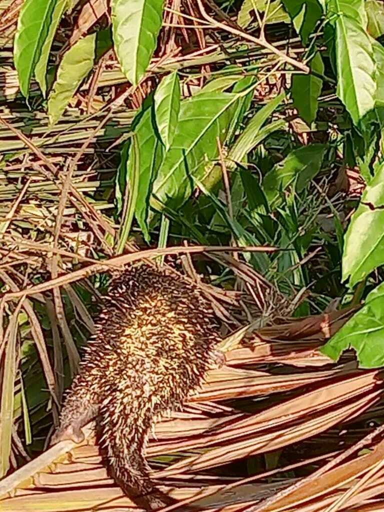 Andean Porcupine from Puerto Wilches, Santander, Colombia on January 25 ...