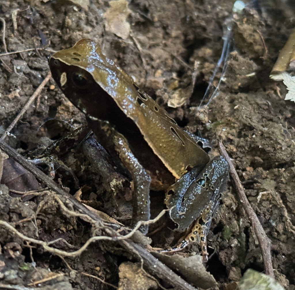 Leaf Litter Toad from Perez Zeledon, San Jose, CR on January 25, 2024 ...
