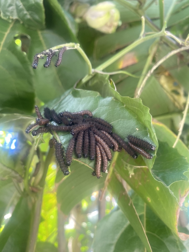 Dione from Calle Bajo Rodríguez, Puntarenas, CR on January 24, 2024 at ...