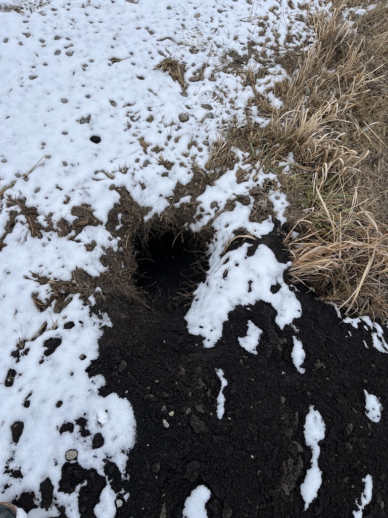 American Badger from 60th Ave, Pleasantville, IA, US on January 6, 2024 ...