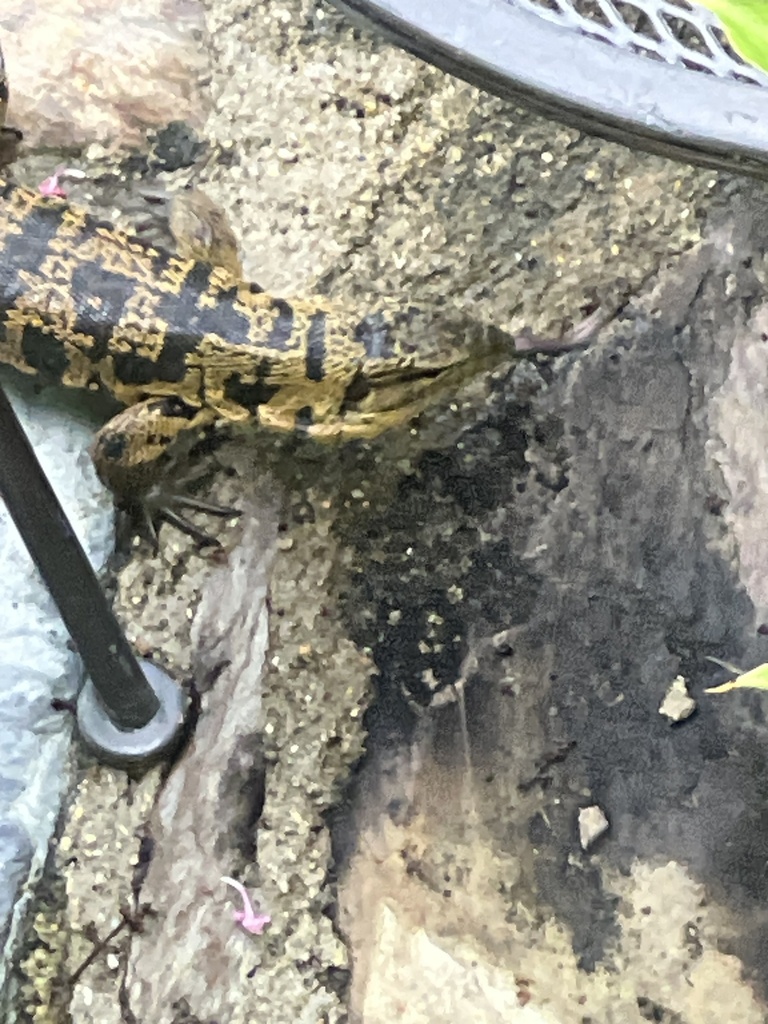 Cryptic Golden Tegu from Trinidad, Trinidad and Tobago, TT on January ...