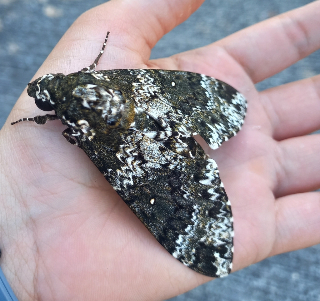 Rustic Sphinx from El Edén, Provincia de Panamá Oeste, Panamá on ...
