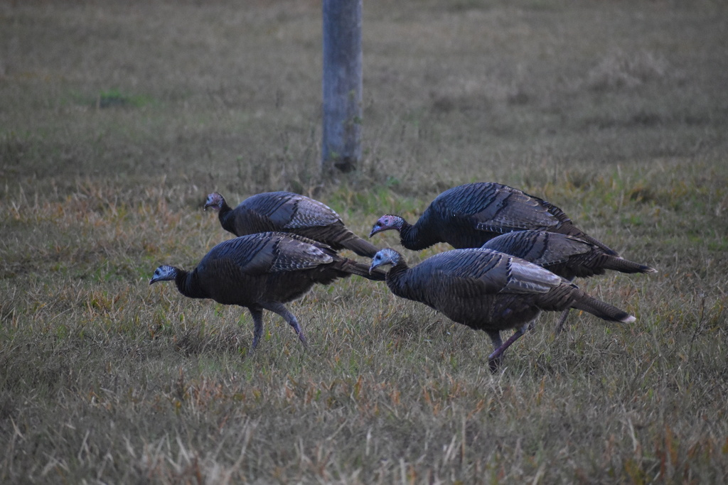 Wild Turkey from Kissimmee Prairie Preserve State Park, Okeechobee, FL ...