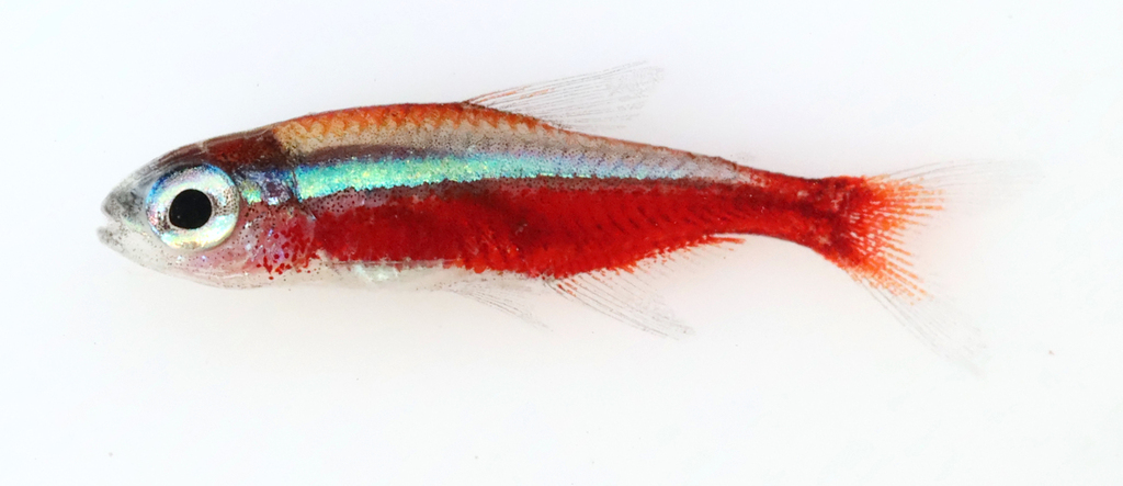 Cardinal Tetra from Novo Airão - State of Amazonas, 69730-000, Brazil ...