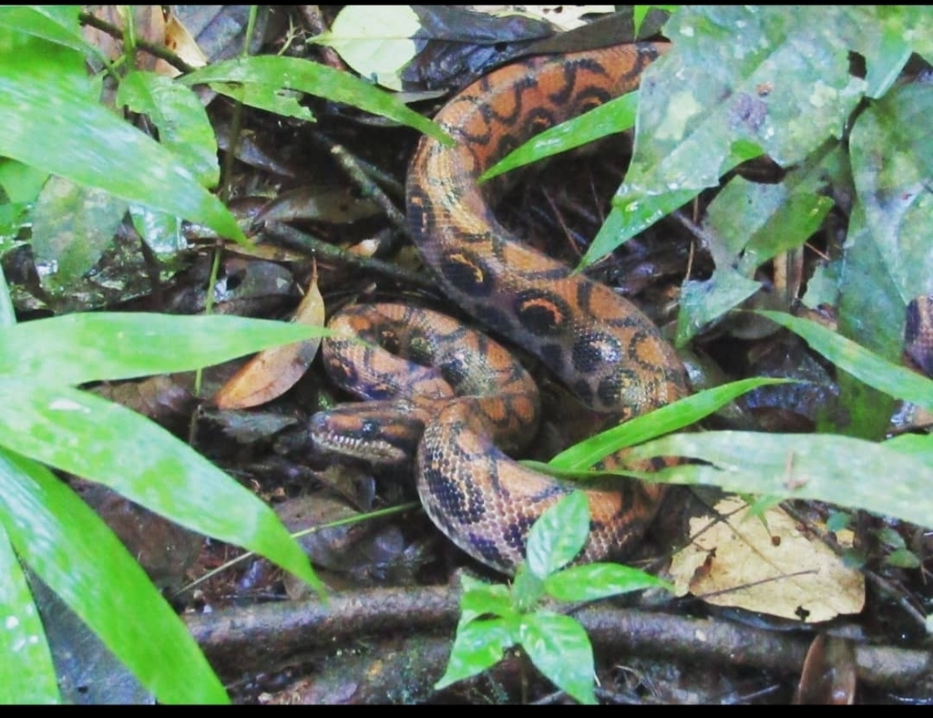 Western Rainbow Boa in April 2020 by Marlon Córdova · iNaturalist