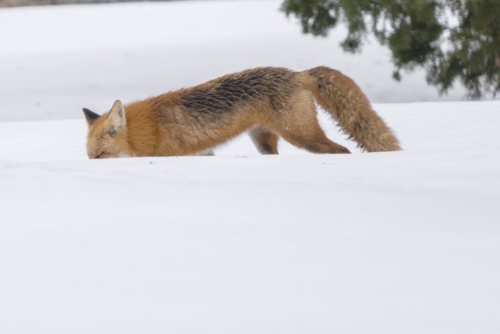 Red Fox from Hartley, Lincoln, NE, USA on January 24, 2024 at 01:44 PM ...