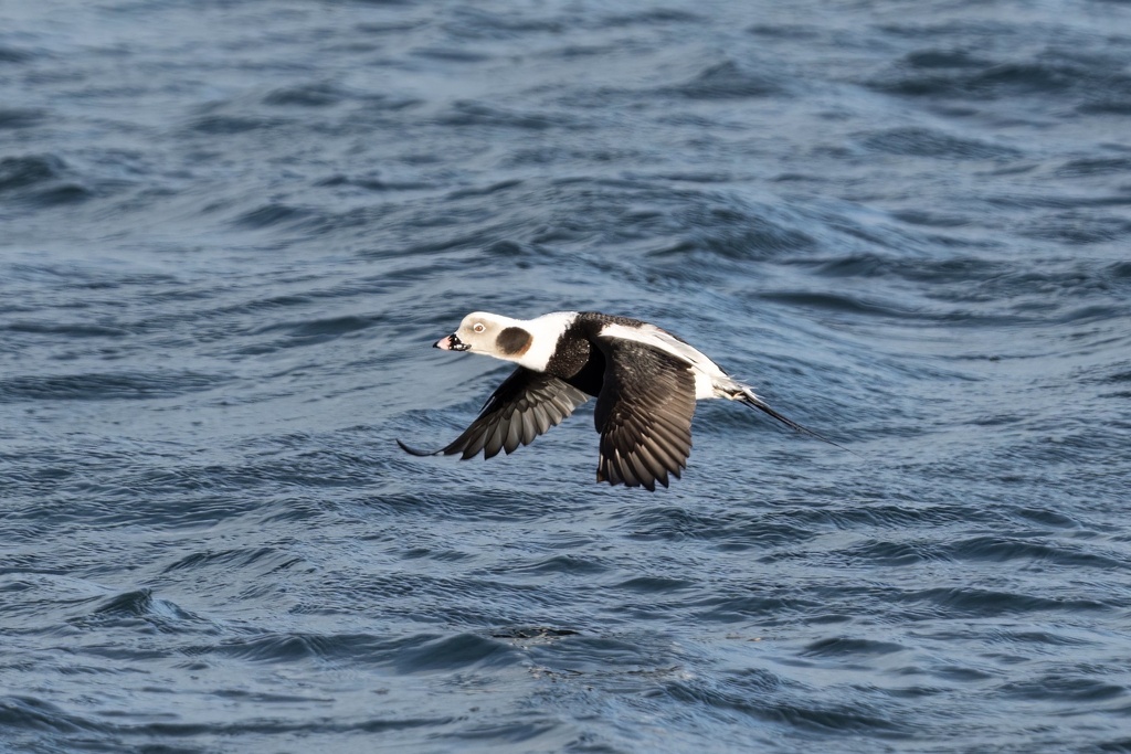 Long-tailed Duck from North Atlantic Ocean, NJ, US on January 20, 2024 ...