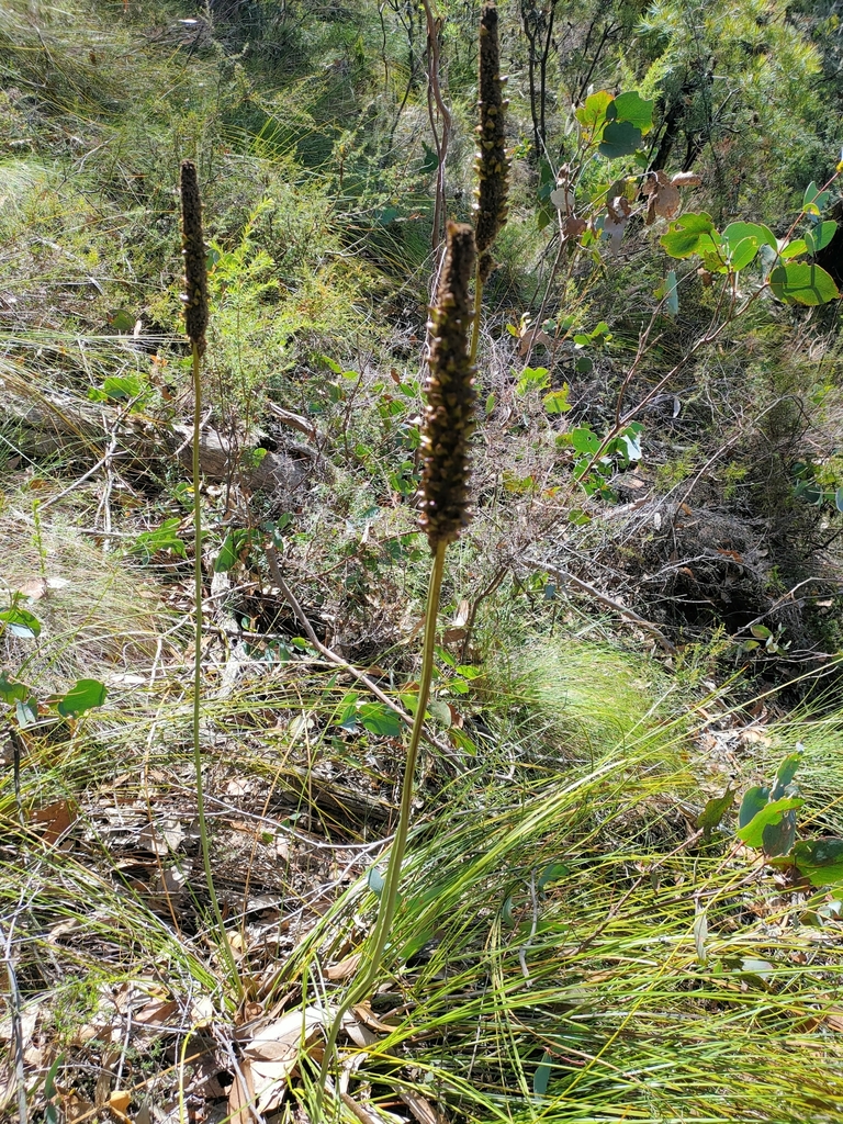 Small Grass-tree from Reefton VIC 3799, Australia on January 23, 2024 ...