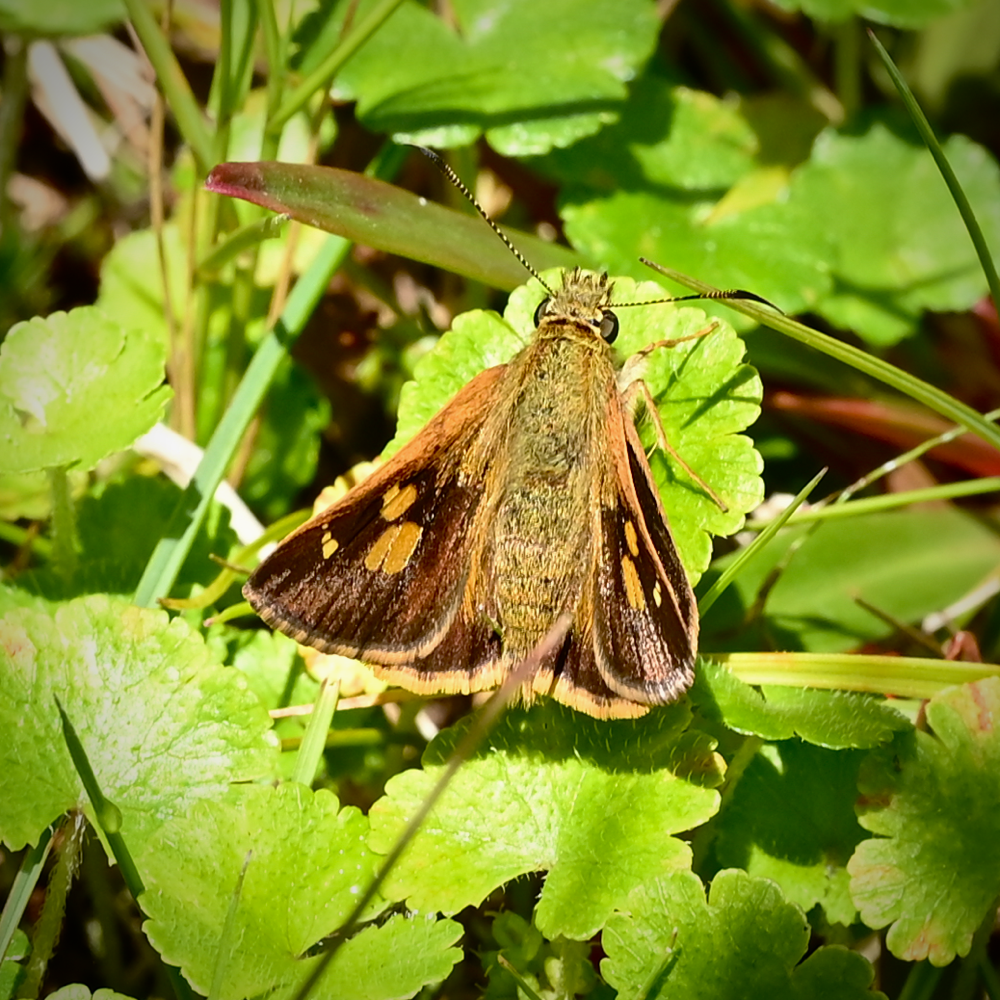 Bright Shield-skipper from Baw Baw VIC 3833, Australia on January 20 ...