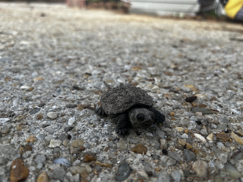 Common Snapping Turtle from Donahue Dr, Charleston, SC, US on January ...
