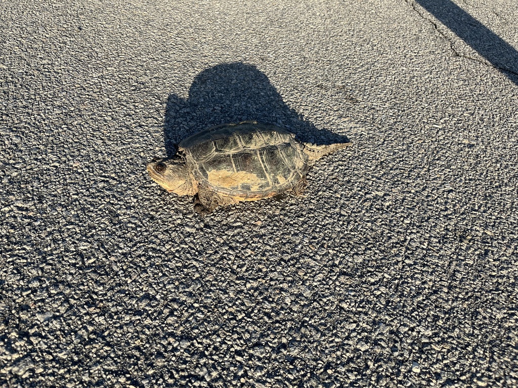 Common Snapping Turtle from The Club at Savannah Harbor, Savannah, GA ...