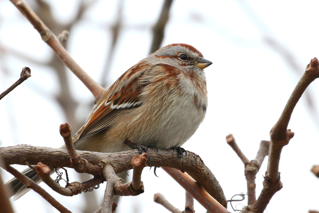 American Tree Sparrow from North Beach, MD, USA on January 25, 2024 at ...