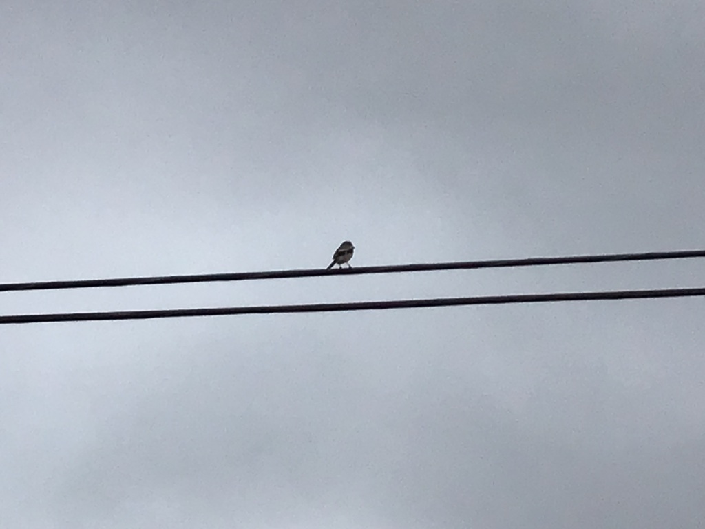 Loggerhead Shrike from St. Petersburg, FL, USA on January 25, 2024 at ...