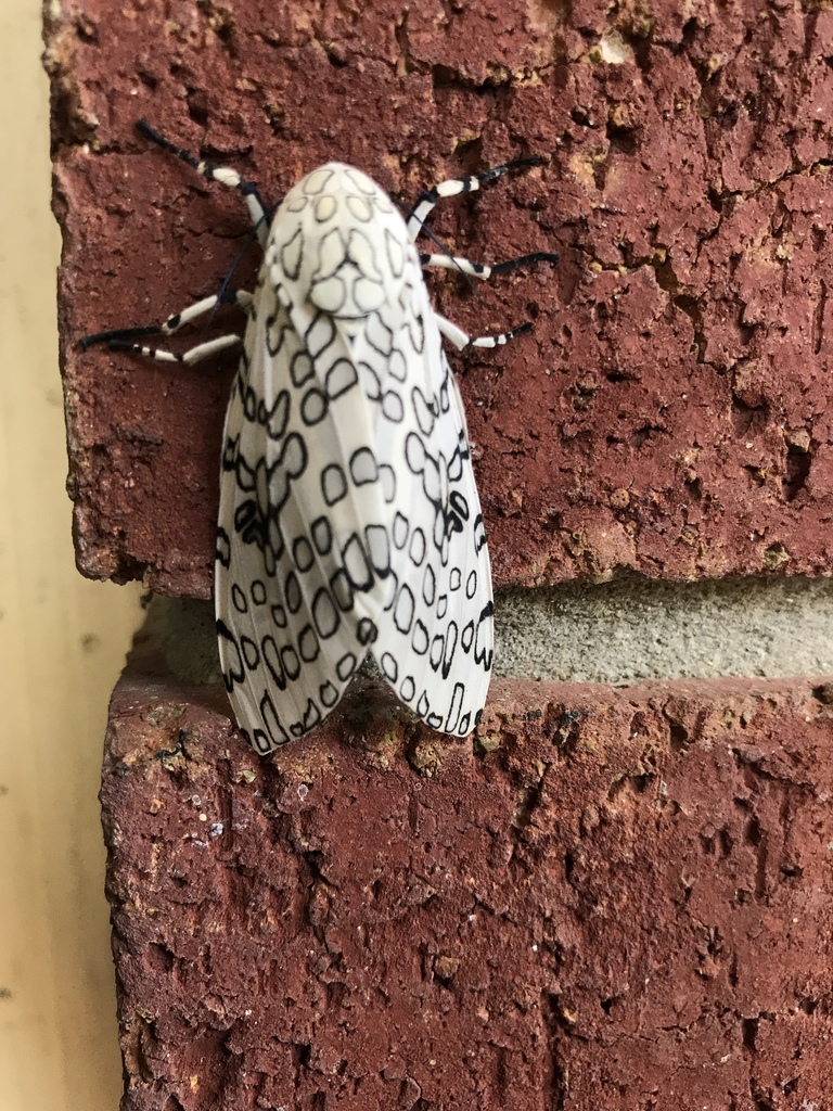Tiger Moths from 10622 Lynx Range, San Antonio, TX, US on April 14 ...