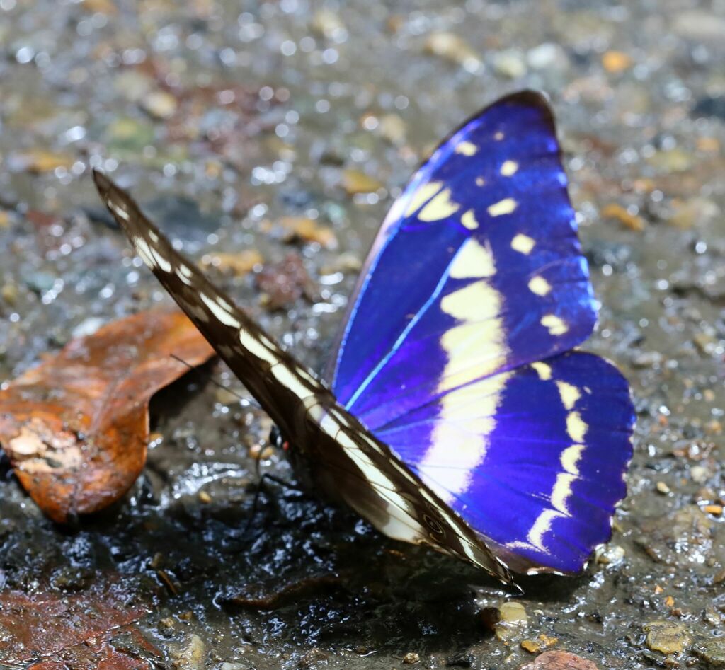 Morpho cypris cypris from Victoria, Caldas, Colombia on August 4, 2022 ...