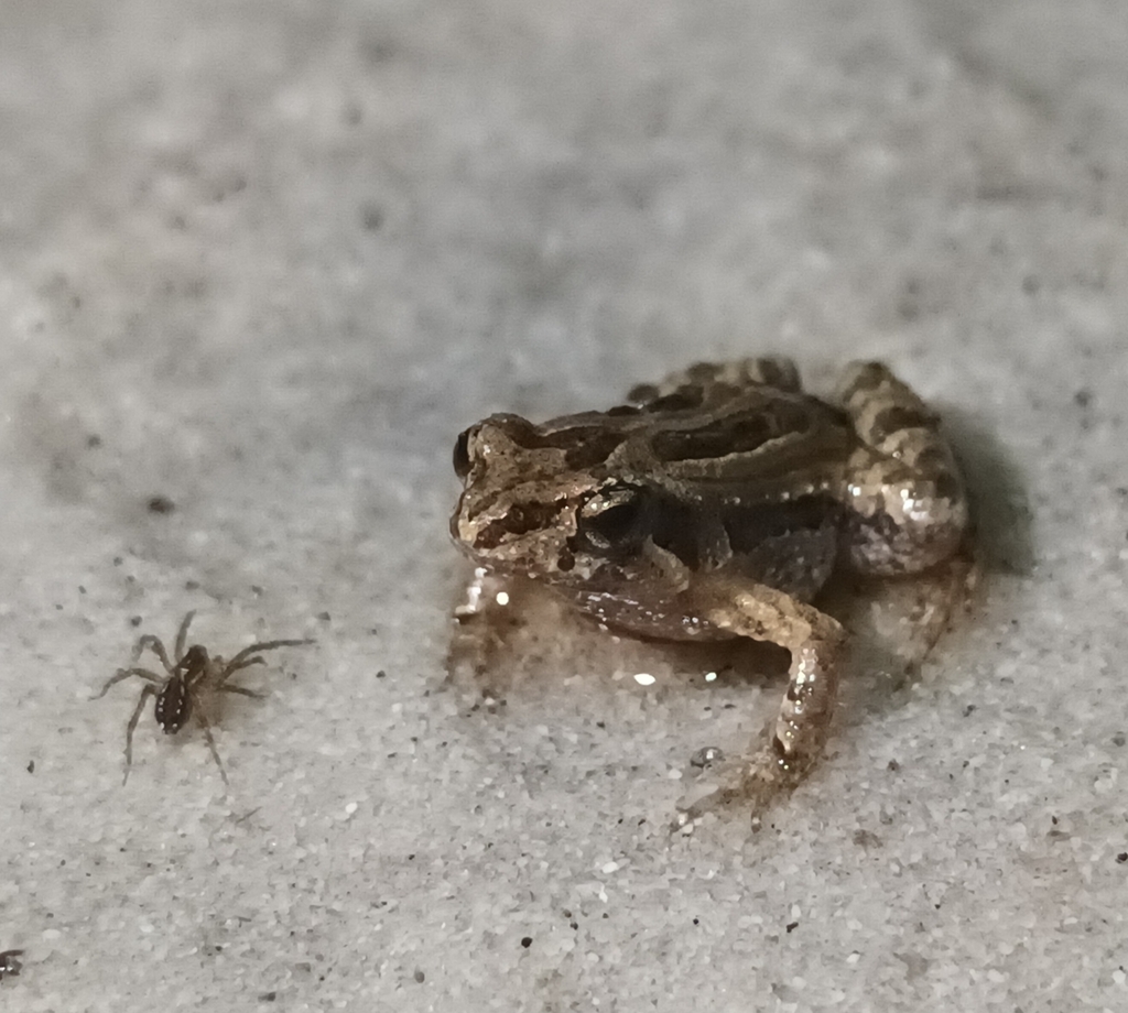 Wallum Froglet from Sippy Downs QLD 4556, Australia on January 20, 2024 ...