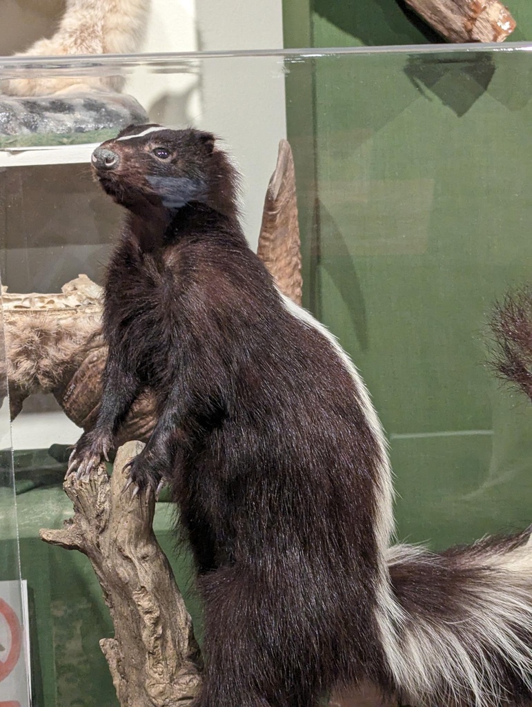 Striped Skunk from Water St, Kelowna, BC, CA on January 22, 2024 at 04: ...