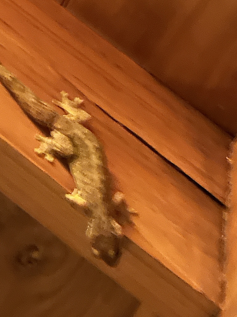 Northern Turniptail Gecko from Trinidad, Trinidad and Tobago, TT on ...