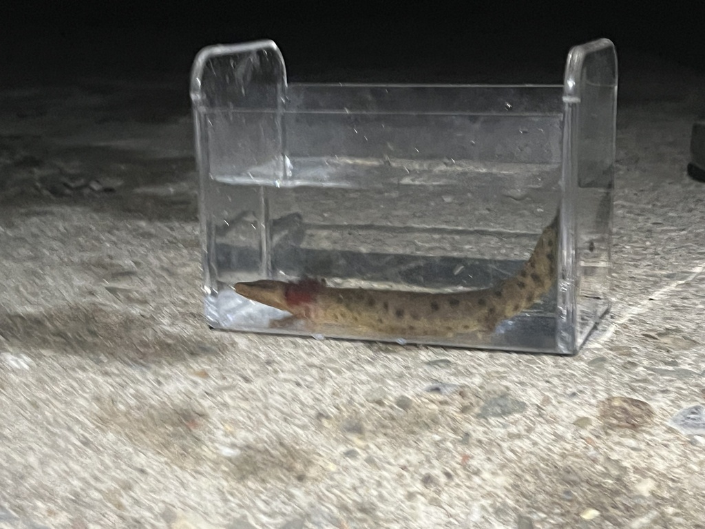 Common Mudpuppy in January 2024 by Riley Stanton · iNaturalist