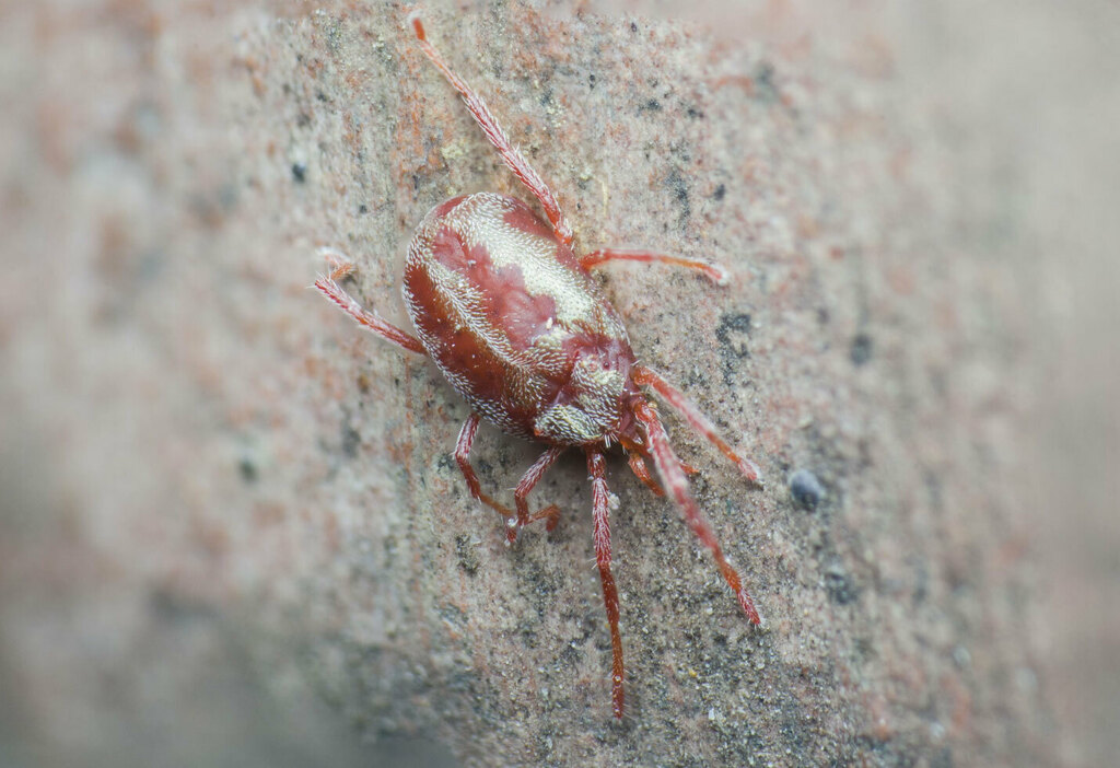 Balaustium leanderi (Spiders and mites of bogota) · iNaturalist