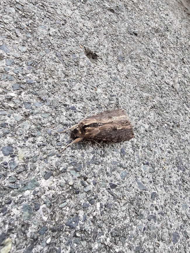 Alope Sphinx from East Residence Hall, UVI, Charlotte Amalie West, St ...