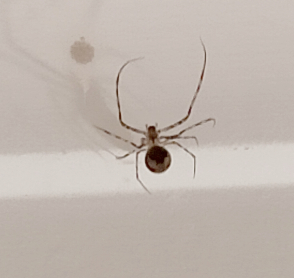 Araneoid Spiders from Kallista VIC 3791, Australia on January 24, 2024 ...