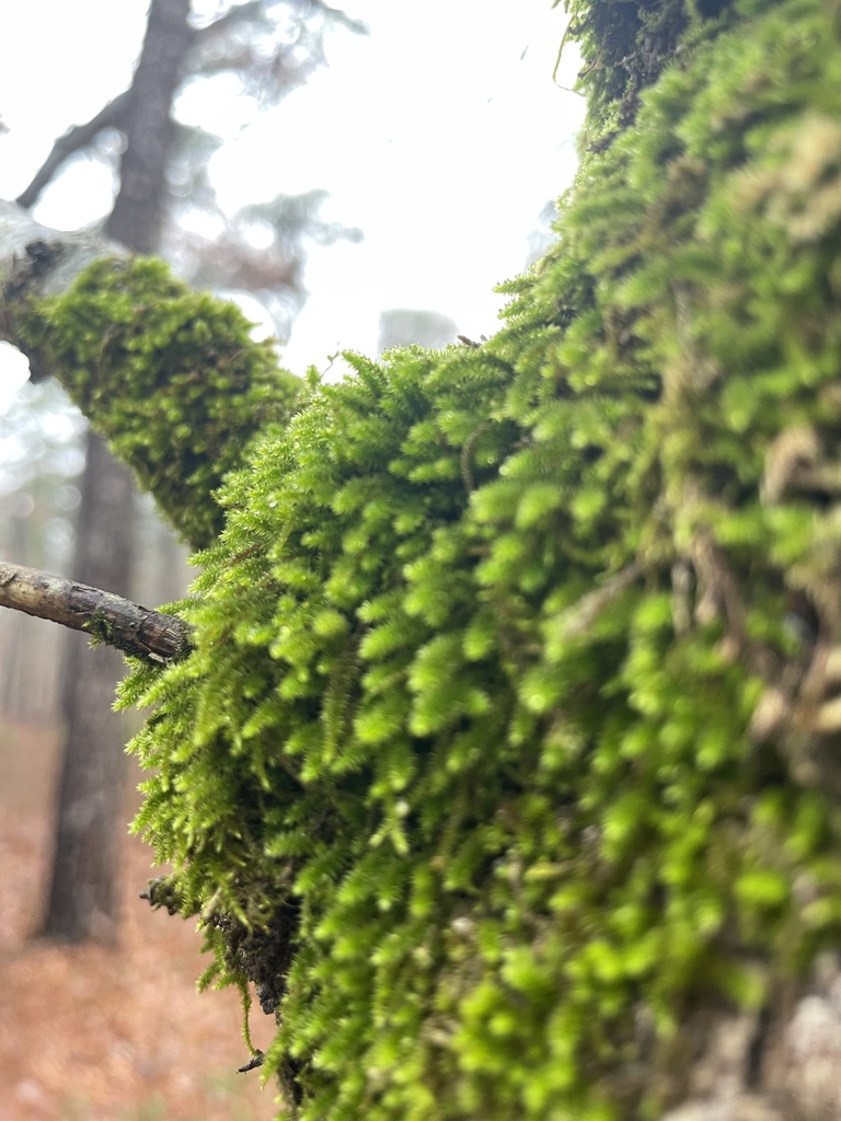 smooth hook moss from Stockton University, Galloway, NJ, US on January ...