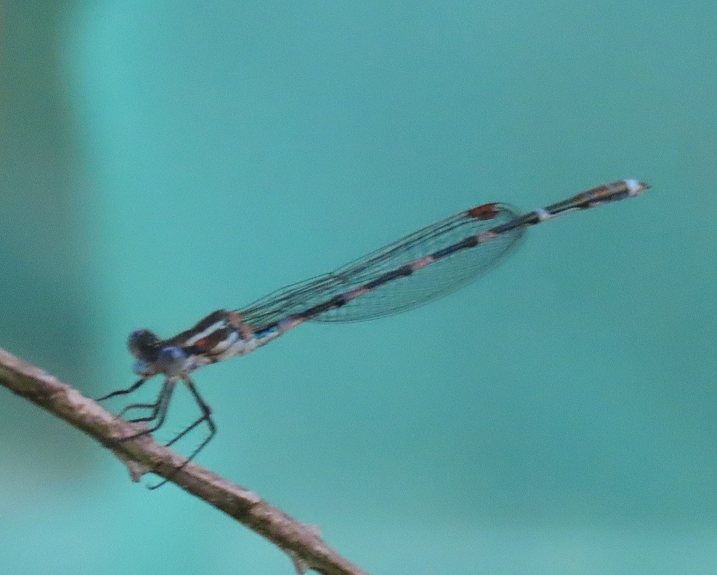 Wandering Ringtail from Wallaga Lake NSW 2546, Australia on January 24 ...
