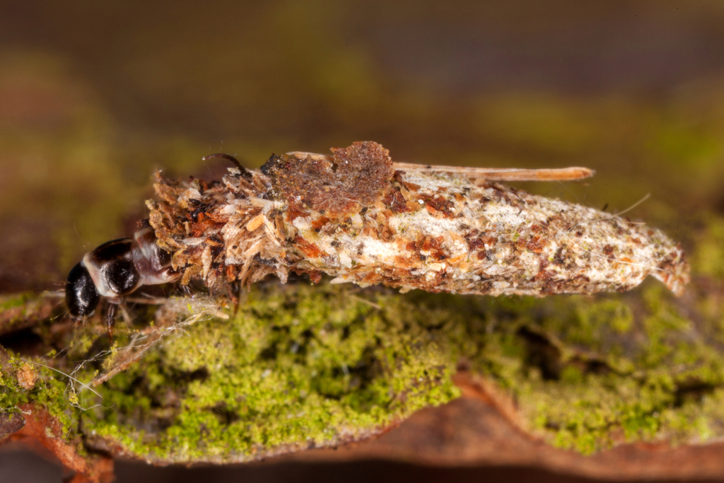 Bagworm Moths from 84 Landshut, Deutschland on March 20, 2017 at 05:07 ...