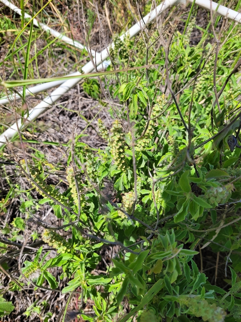 African Basil from Kruger Park, South Africa on January 25, 2024 at 09: ...
