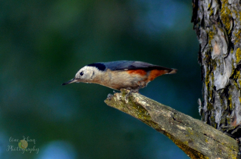White-cheeked Nuthatch from 28R9+95J Overa Aru Wildlife Sanctuary ...