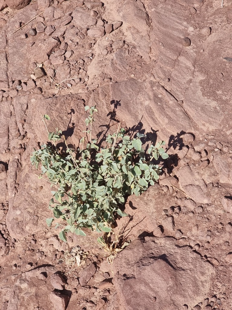 sweet Indian Mallow from Be'er Sheva, Israel on January 25, 2024 at 11: ...