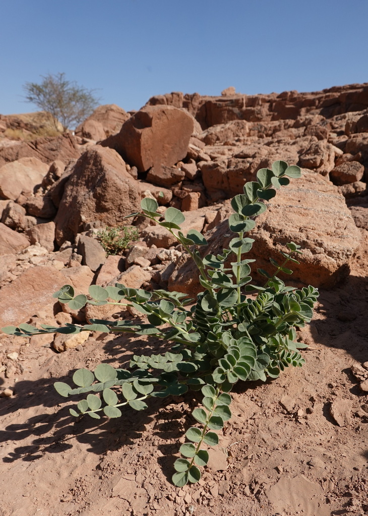 Astragalus kahiricus from Be'er Sheva, Israel on January 25, 2024 at 11 ...