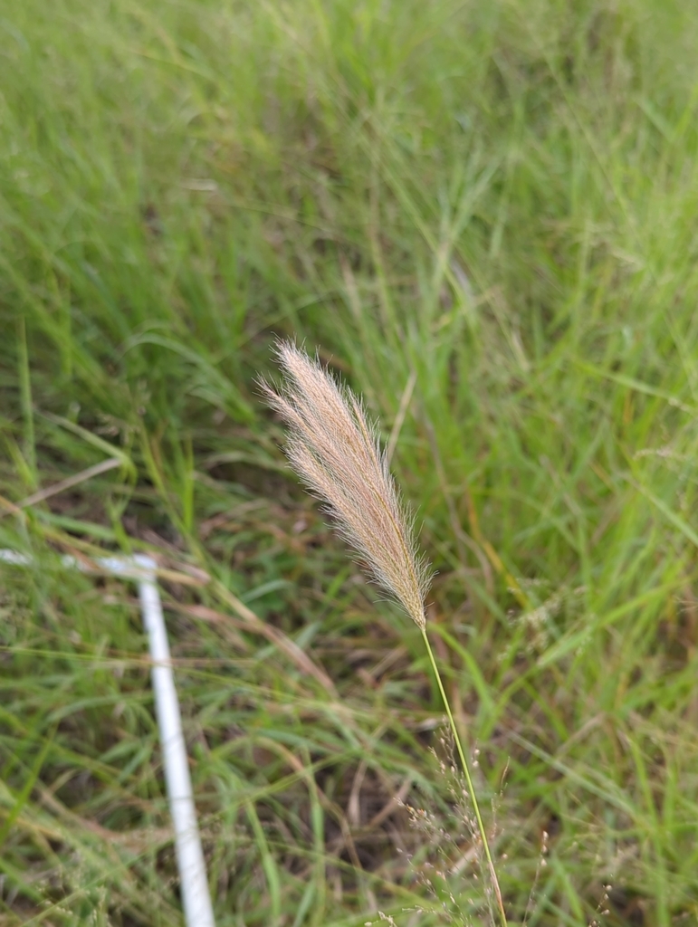 feather finger grass from Kruger Park, South Africa on January 26, 2024 ...