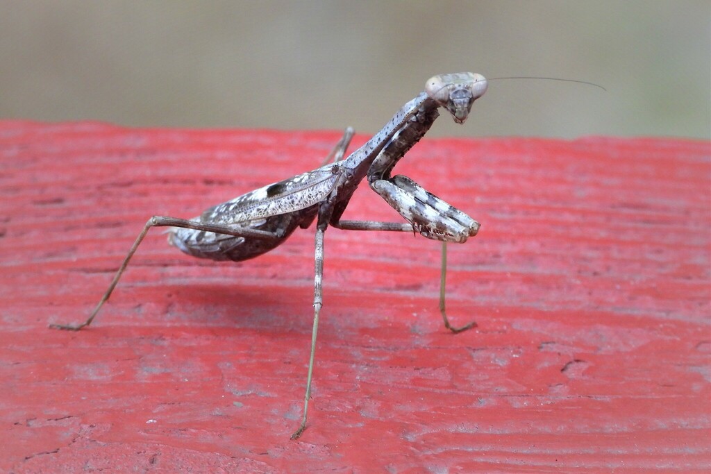 Carolina Mantis from Sevier County, TN, USA on October 13, 2023 at 02: ...