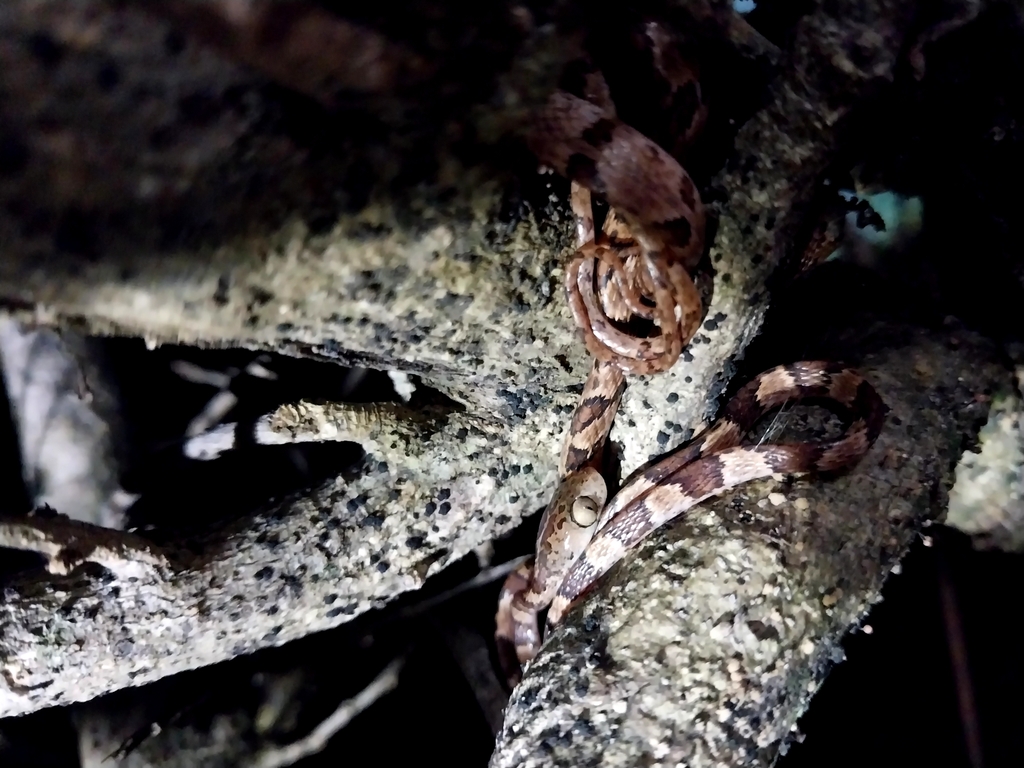 Central American Tree Snake from Liberia, CR-GU, CR on October 21, 2023 ...