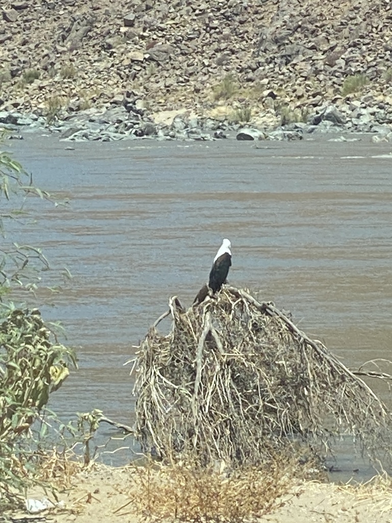 African Fish-Eagle from Richtersveld National Park, ǁKaras, NA on ...