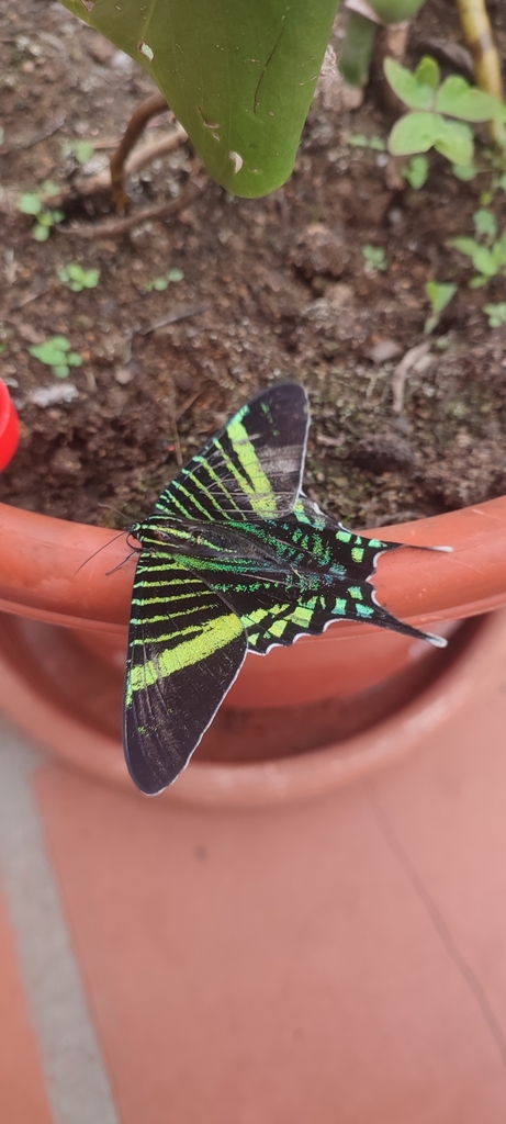 Urania Swallowtail Moth from El Santuario, Antioquia, Colombia on ...