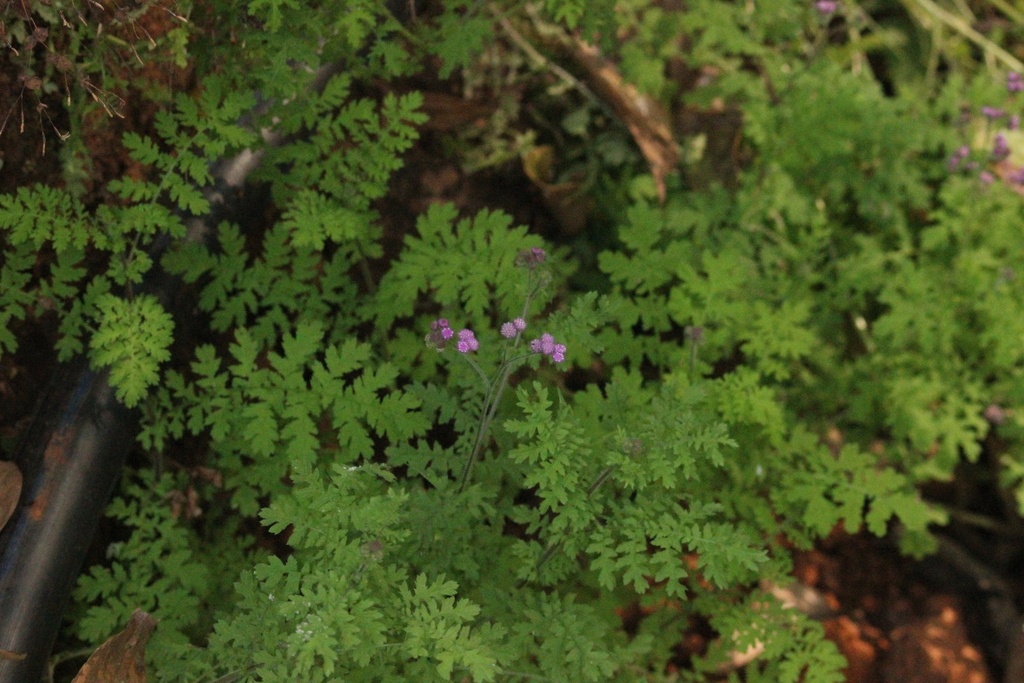Cyathocline purpurea from Majre Juve, Maharashtra, India on January 6 ...