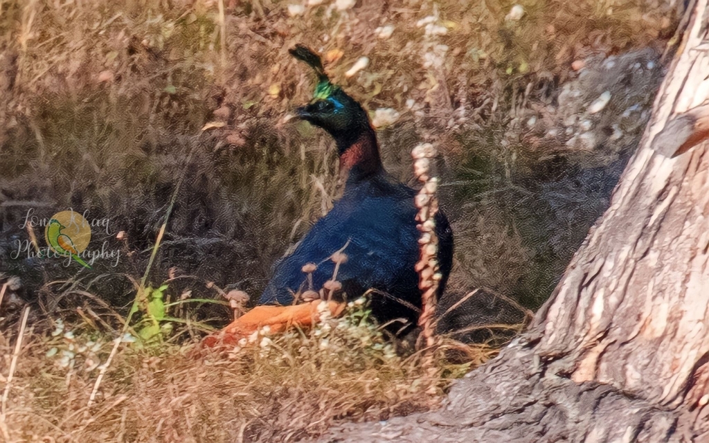 Himalayan Monal from W7VW+G69, Batkoot, 192125 on October 19, 2023 by ...