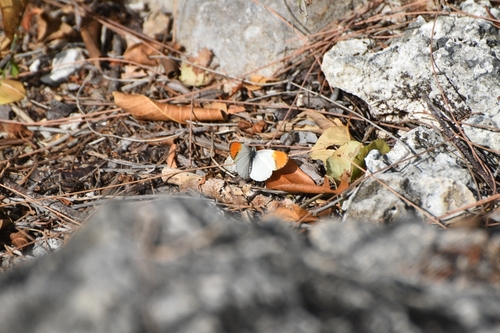 Subspecies Colotis evanthe evanthides · iNaturalist