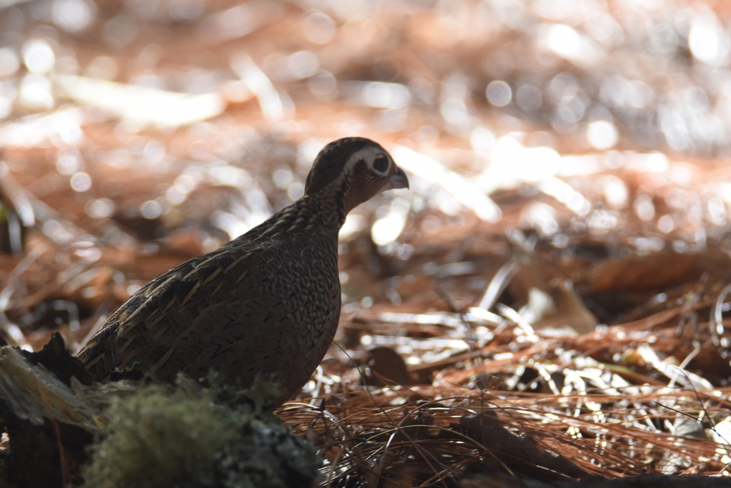 Montezuma Quail from Teotitlán del Valle, Oax., Mexico on December 31 ...